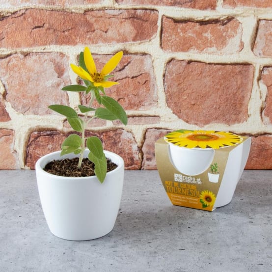 Graines de Tournesol à semer dans un pot en céramique - Jardiland
