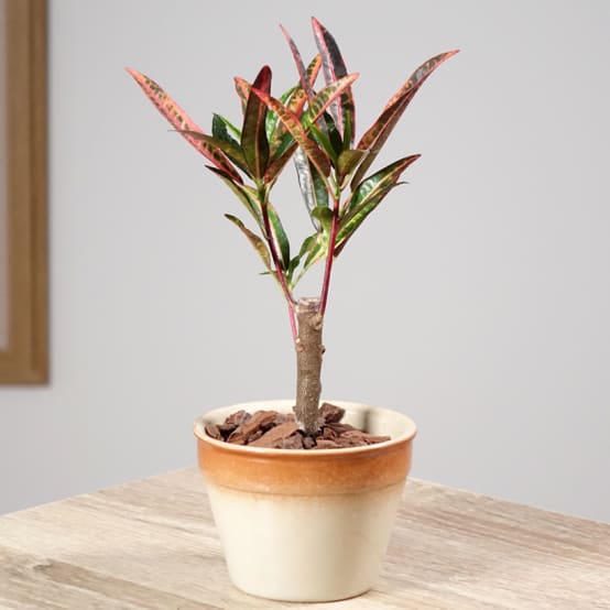 Croton variegatum Excurrens - Codiaeum Mini-plante - Jardiland