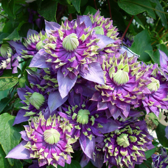 Clématite - Clematis Taiga Pot de 1,5L/2L - Jardiland