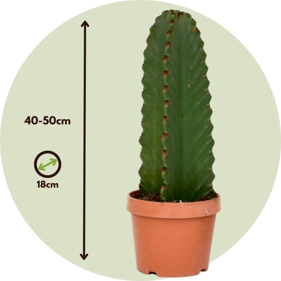 Euphorbia Ingens 'cactus cowboy' - cactus - pot 18cm - hauteur 40-50cm ...