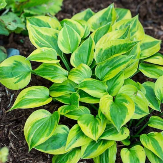Hosta Radiant Edger Pot de 1,5L/2L - Jardiland
