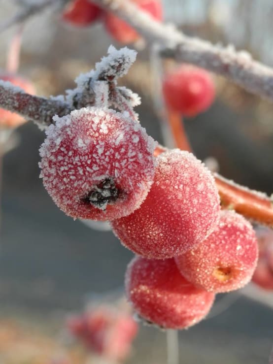 Pommier d'ornement - Malus Perpetu Evereste Pot de 3L/4L - Jardiland