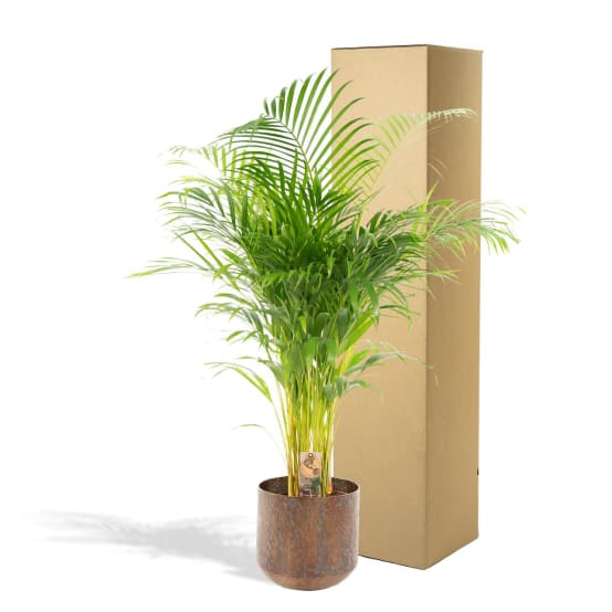 Palmier Areca XL et son cache h130cm 130cm - Plante d'intérieur- La ...