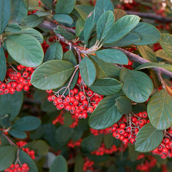 Cotoneaster lacteus - Cotonéaster laiteux Pot de 2L/3L - Jardiland