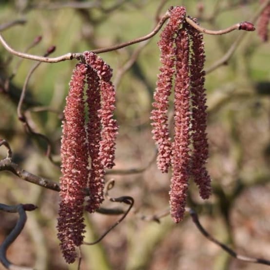 Noisetier tortueux pourpre - Corylus avellana Red Majestic Pot de 12L ...