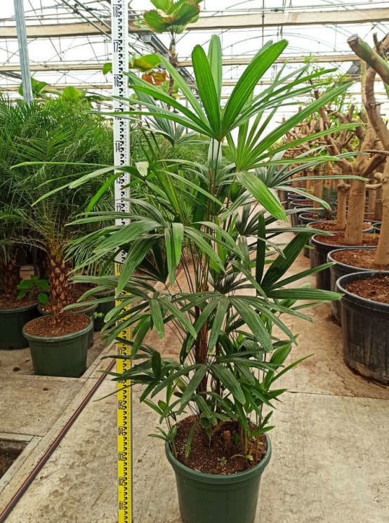 Rhapis excelsa (Palmier bambou) Taille:Pot de 50 litres ? 180/200 cm ...