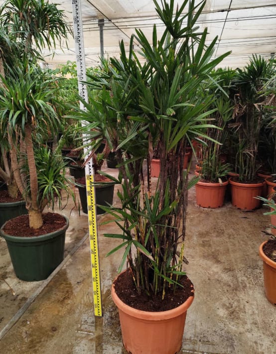 Rhapis excelsa (Palmier bambou) Taille:Pot de 50 litres ? 180/200 cm ...