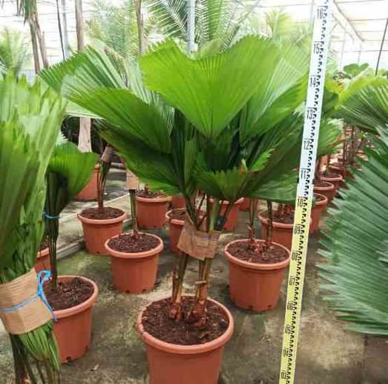 Licuala grandis (Palmier cuillère) Taille:Pot de 3 litres ? 60/80 cm ...