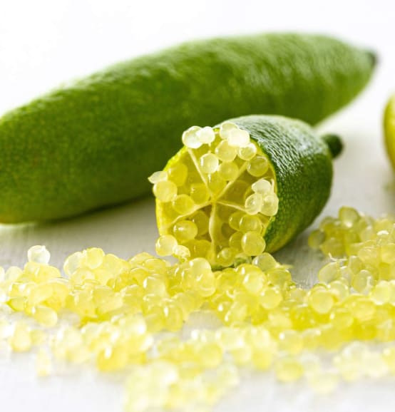 Microcitrus australasica pulpe jaune (Caviar de citron) Taille:Pot de 9 ...