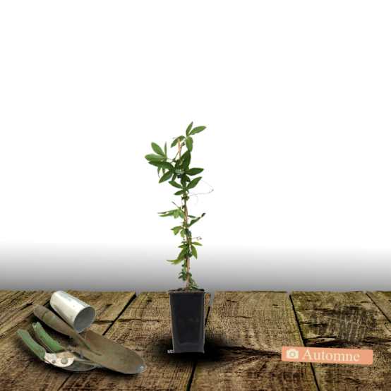 Passiflore banane Mollissima à fleurs Rose - feuillage Caduc - Pot de 1 ...