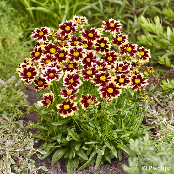 Coreopsis grandiflora Solar Fancy Godet de 7/8 cm - Jardiland