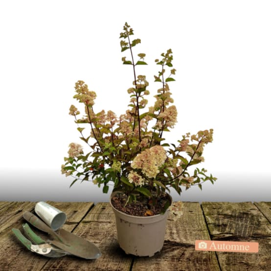 hydrangea paniculata unique hauteur