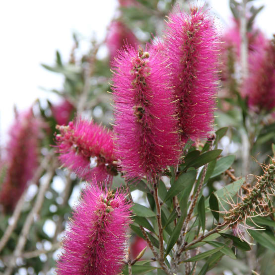 Callistemon citrinus Mauve Mist - Rince bouteille Pot de 3L/4L - Jardiland