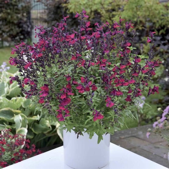 Sauge arbustive - Salvia greggii Mirage Burgundy Godet de 8/9 cm ...