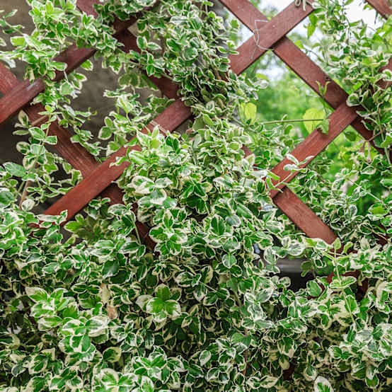 Euonymus fortunei Silver Carpet - Fusain persistant Pot de 3L/4L ...