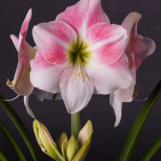 Amaryllis Rosy Star - Hippeastrum Bulbe calibre 28/30 - Jardiland