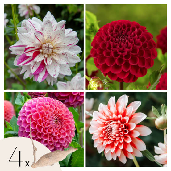 Dahlias - Set de 4 - Dahlia 'Bouqet Sunset' - Bulbes à fleurs - Jardiland