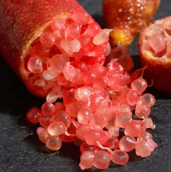 Microcitrus australasica pulpe rouge (Caviar de citron) Taille:Pot de 9 ...