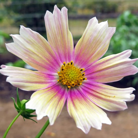 Graines de Cosmos Apricot Lemonade - Cosmos bipinnatus - Graines ...