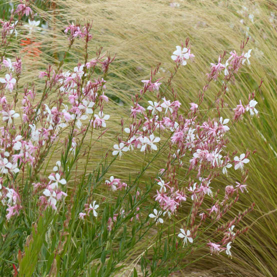 Graines de Gaura lindheimerii The Bride le sachet de 50 graines environ (0,9g) - Jardiland