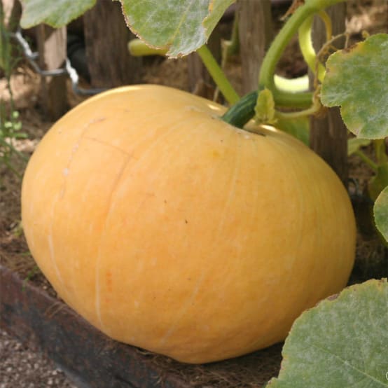 Potiron Jaune Gros de Paris - Cucurbita maxima le sachet de 20 graines ...