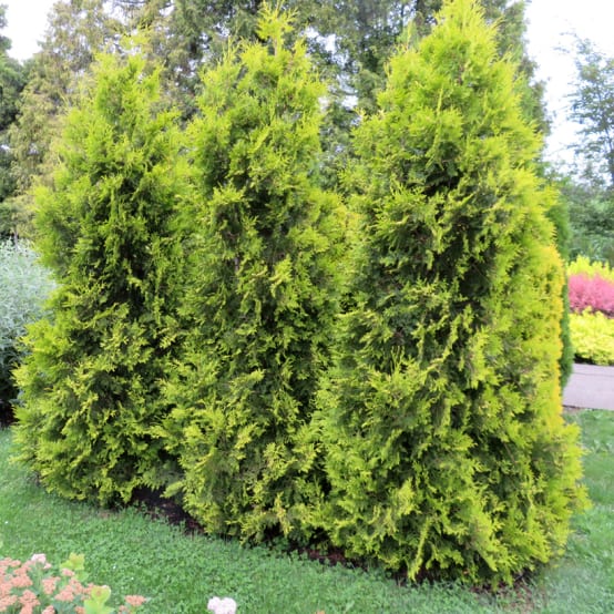 Thuya du Canada - Thuja occidentalis Golden Brabant Godet de 8/9 cm ...