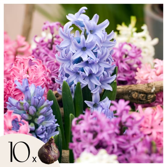 Jacinthe - Set de 10 - Hyacinthus - Bulbes à fleurs - Jardiland