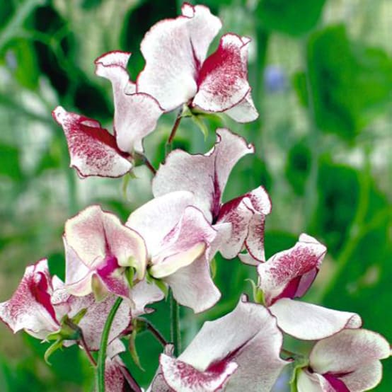 Graines de Pois de senteur Wiltshire Ripple - Lathyrus odoratus le ...