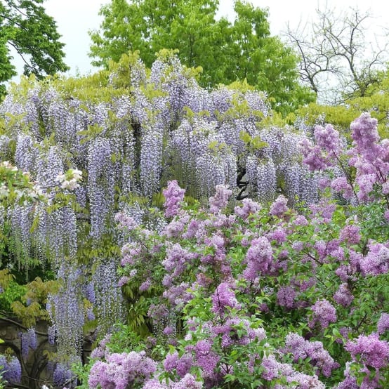 Glycine japonaise - Wisteria floribunda Macrobotrys De Belder en pot de ...