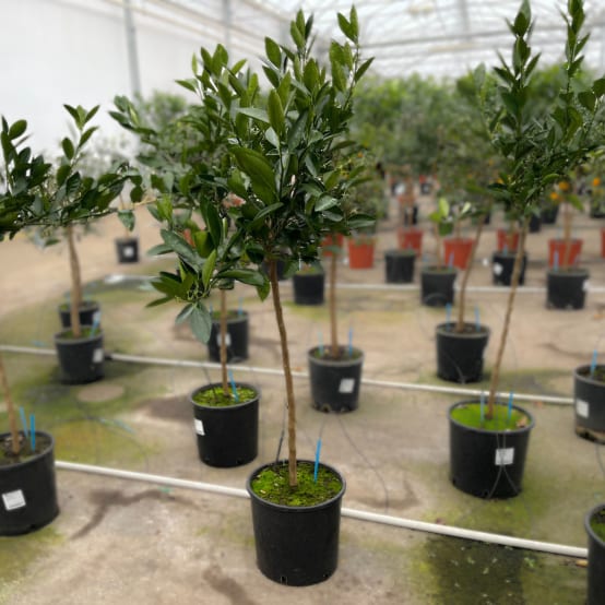 Mandarinier Satsuma - Pot de 9 litres, hauteur 80/100 cm - Jardiland