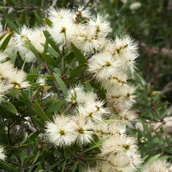 Callistemon salignus - Rince bouteille - Melaleuca salicina Pot de 2L ...