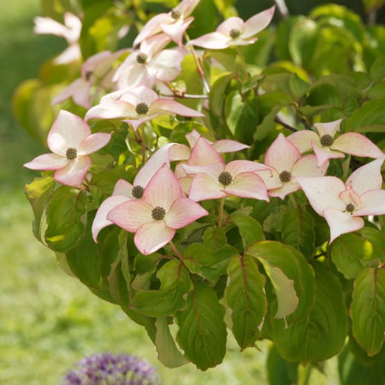 Cornus kousa Beni-fuji - Cornouiller du Japon Pot de 6L/7L - Jardiland