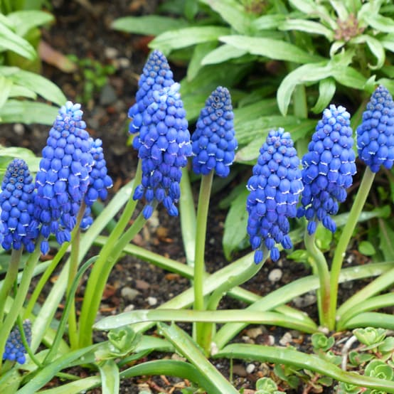 Muscari Lindsay Bulbe calibre 8+ (par 20) - Jardiland