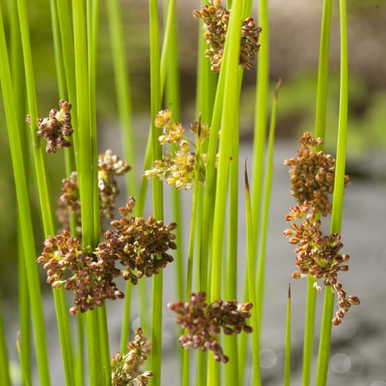 Juncus effusus - Jonc diffus Godet de 8/9 cm - Jardiland