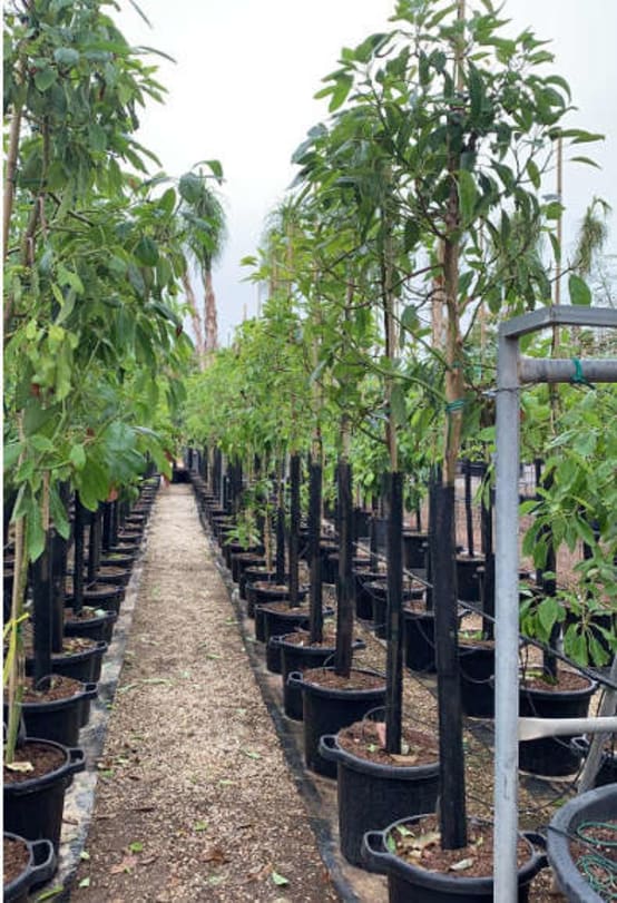 Avocatier : Persea americana var. Bacon ADULTE (De greffe) Couleur ...