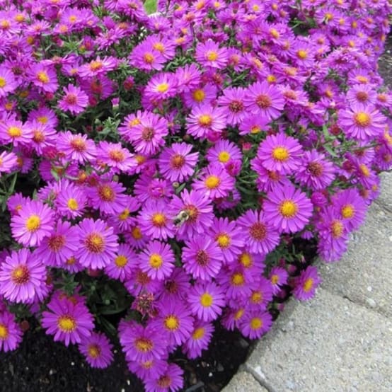Aster dumosus Anneke - Aster nain Pot de 1,5L/2L - Jardiland