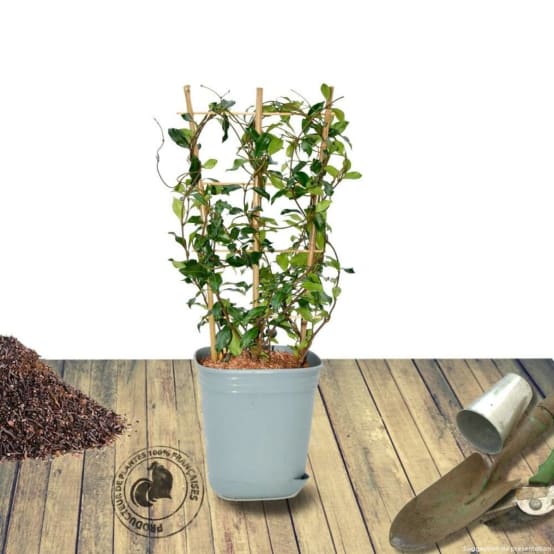 Jasmin étoilé Winter Ruby® 'Trared' à fleurs Blanche - feuillage Persistant - Godet - 5/20 cm ...