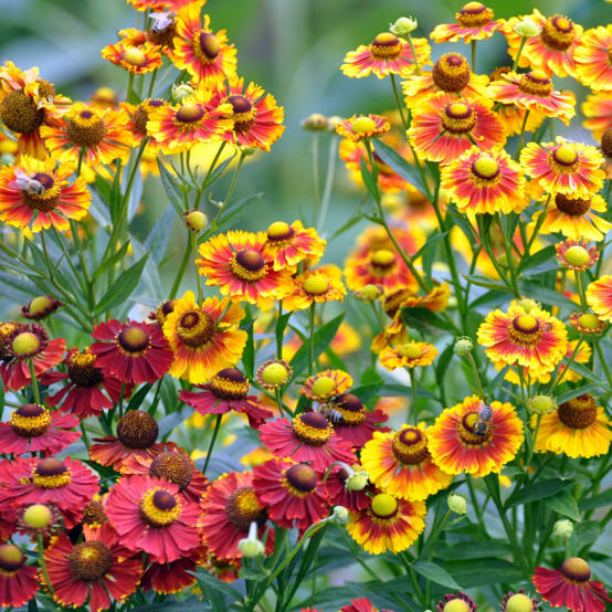 Graines d'Helenium autumnale Red & Gold Hybrids - Hélénie d'automne le ...