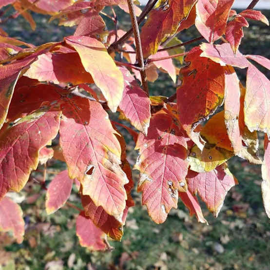 Érable à écorce de papier, érable cannelle, Acer griseum - Pot de 10L ...
