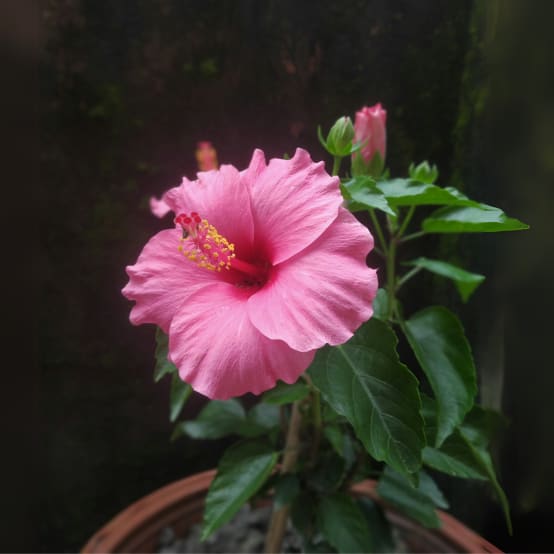 Rose de Chine - Hibiscus rosa-sinensis - Rose - Hauteur 40-50cm - ⌀17cm ...