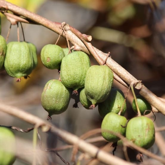 Kiwi de Sibérie Kokuwa (Autofertile), Actinidia arguta, Kiwaï à fleurs ...