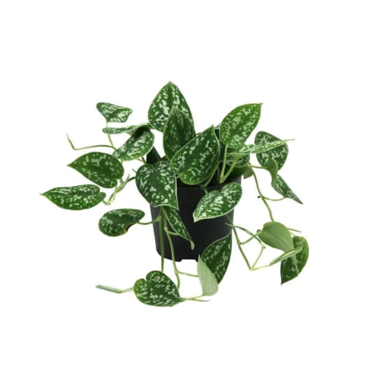 Scindapsus Pictus Trebie 15cm - Plante d'intérieur- La Green Touch ...