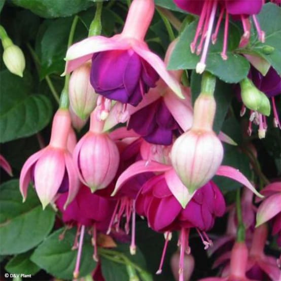 Fuchsia rustique Constance Pot de 2L/3L - Jardiland