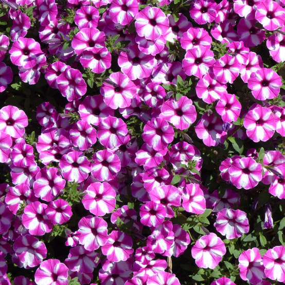 Pétunia Supertunia Raspberry Star Mini-motte 2,5 cm (par 5) - Jardiland