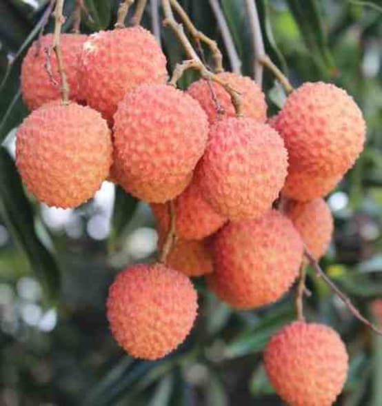 Litchi sinensis var Kwai May Rose Couleur floraison:Blanc - Taille:Pot ...