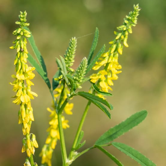 Graines de Mélilot jaune - Melilotus officinalis Pour 25 m² (le sachet ...