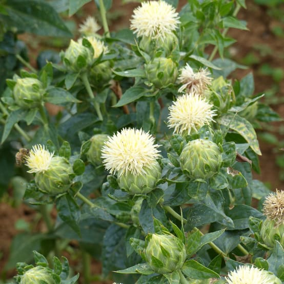 Graines de Carthame des teinturiers White Grenade - Carthamus ...