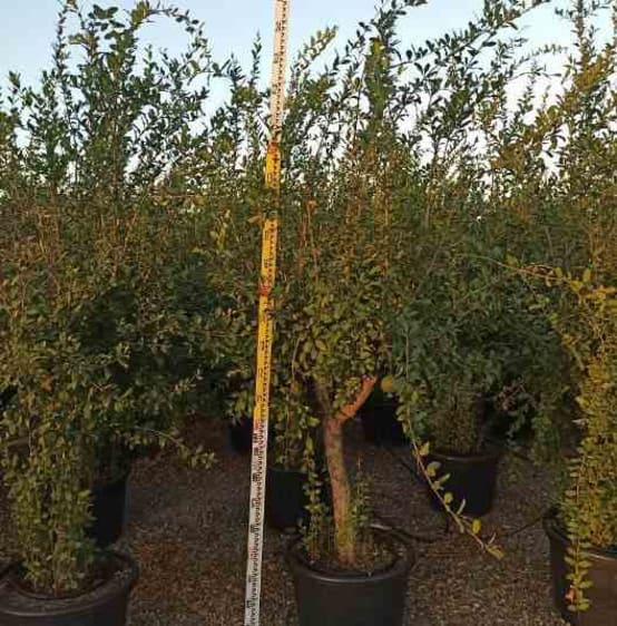 Punica granatum (Grenadier à fruits) Taille:Pot de 2 litres ? 40/60 cm ...