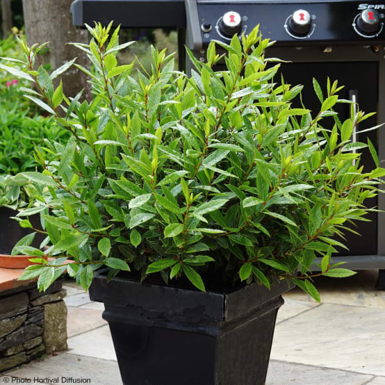 Laurus nobilis Little Ragu - Laurier-Sauce Pot de 4L/5L - Jardiland