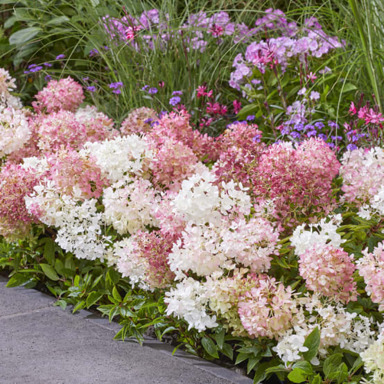 Hydrangea paniculata Groundbreaker Blush - Hortensia paniculé nain Pot ...